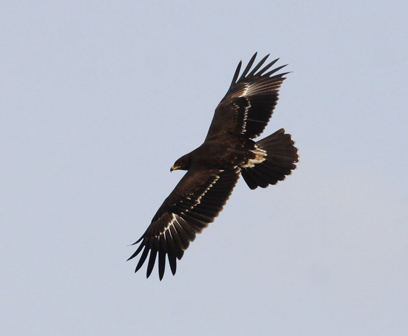 Spreebird wildlife: EAGLES OF PAKISTAN