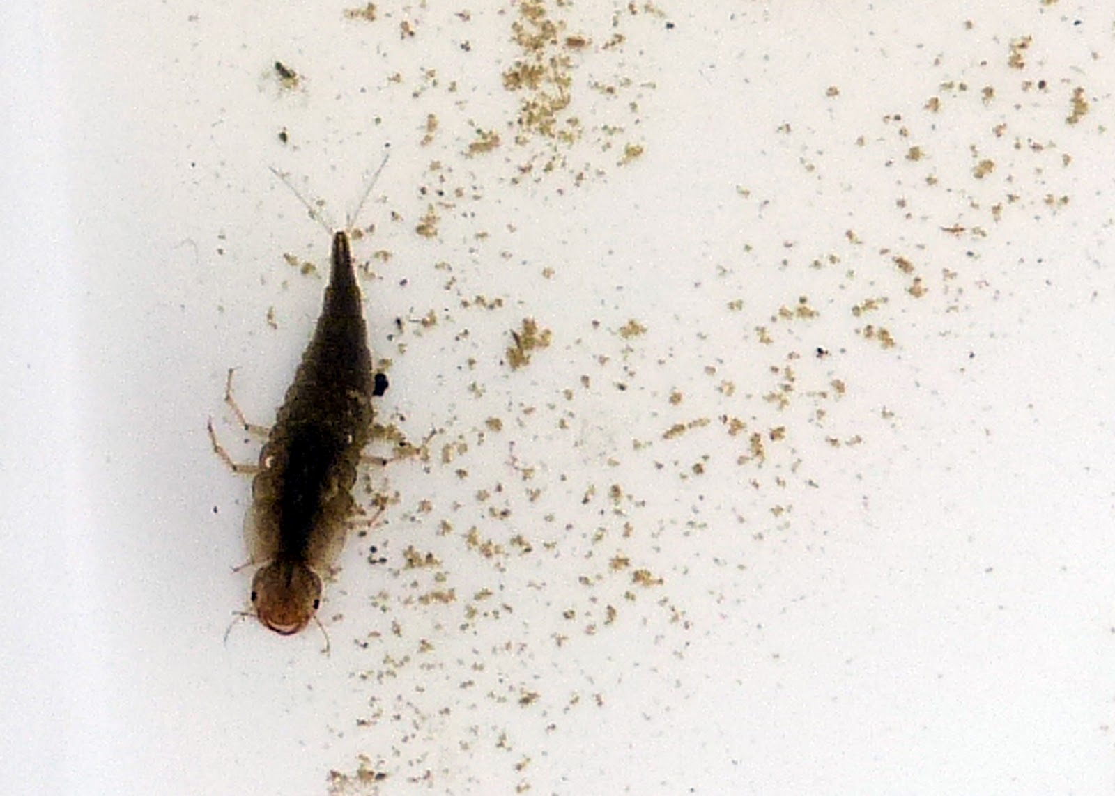 Nature Gardens @ NHM: L.A.'s Urban Nature: May 2012