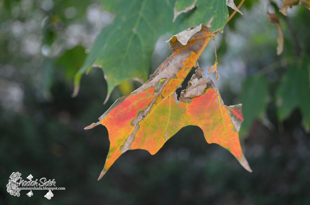 Bicara Hati...: Musim luruh datang lagi