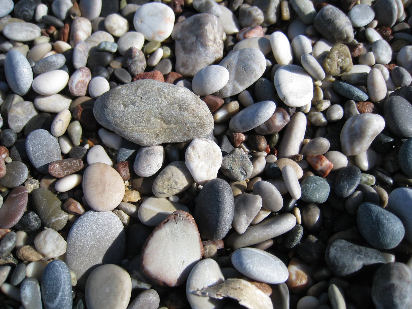 Sten - Blommor Och Trädgård