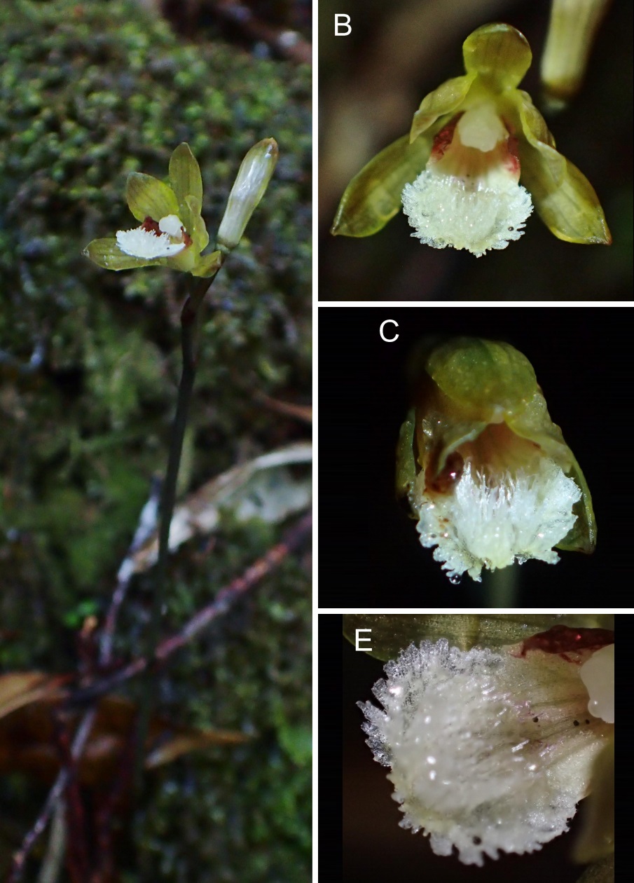 Species New to Science: [Botany • 2019] Lecanorchis moritae ...