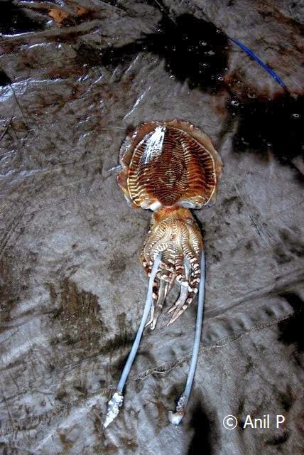 Windy Skies: Squid and Cuttlefish Fishermen Of Tarkarli, Malvan
