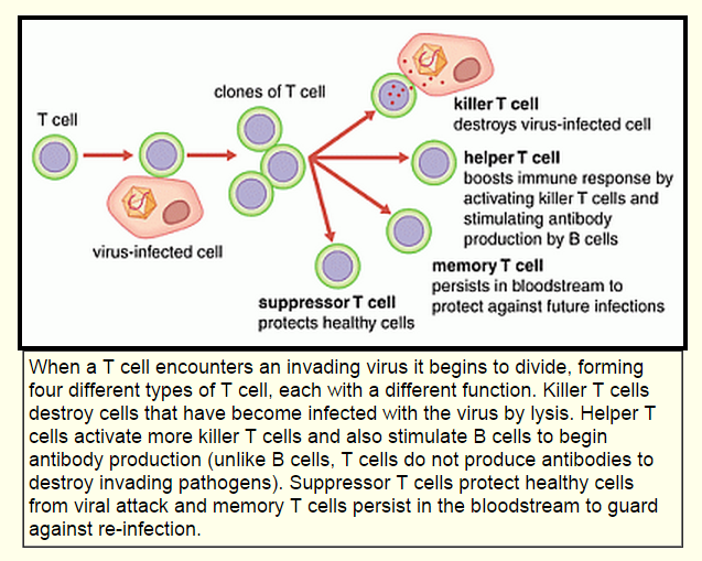 # 61 Action of T-lymphocytes | Biology Notes for A level
