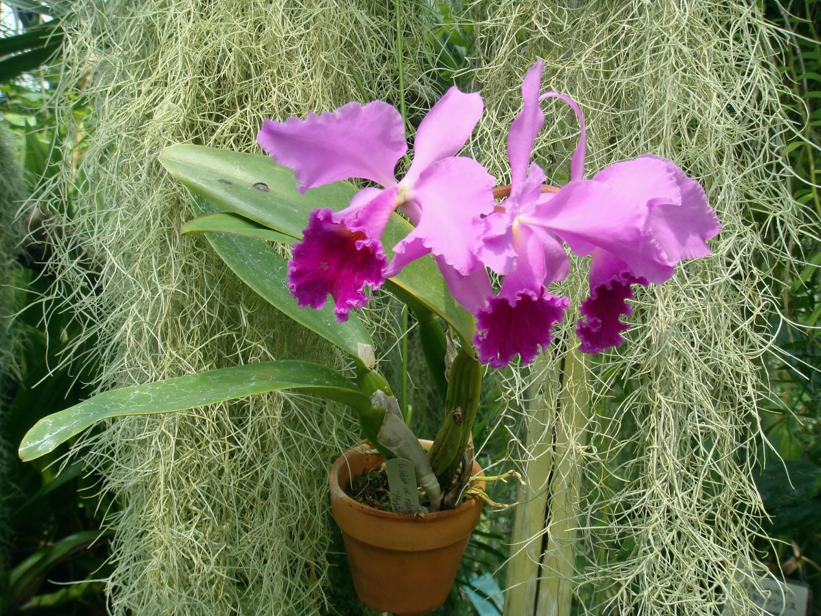 Cattleya labiata care and culture | Travaldo's blog