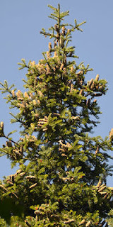 Northwest Conifer Connections: Focus on Firs