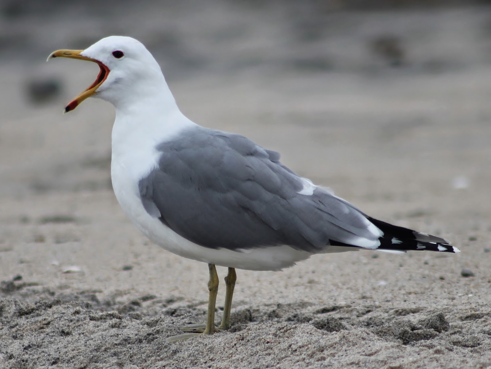Ty and Ida On the Road: La Jolla to Long Beach - S. California