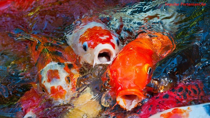 150 Jenis Ikan Koi Terbaik dan Termahal, [ KebunBudidaya ] | Budidaya