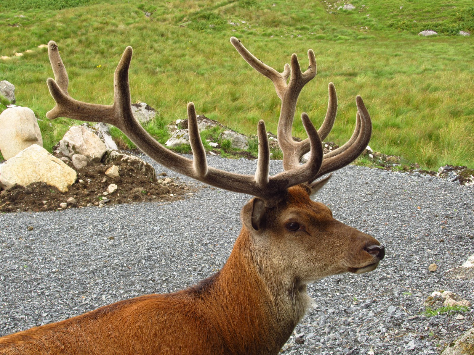 Galloway Red Deer Range