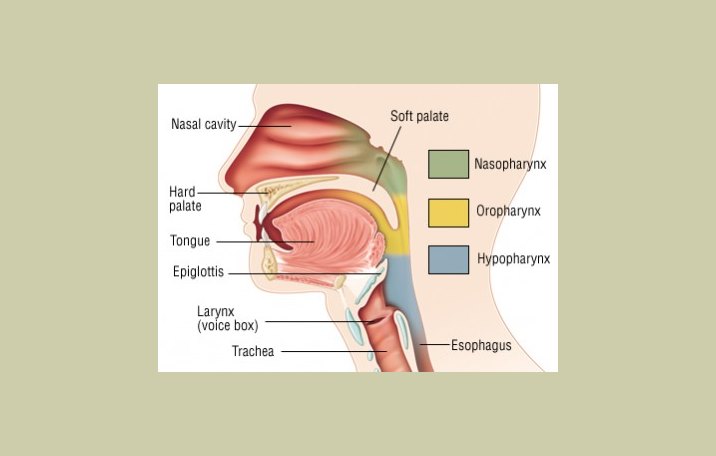Faring : Pengertian, Struktur, Fungsi, Bagian - Asep Respati Faring : Pengertian, Struktur, Fungsi, Bagian - Asep Respati