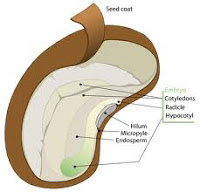 Bio Plants: Seed Structure and Function