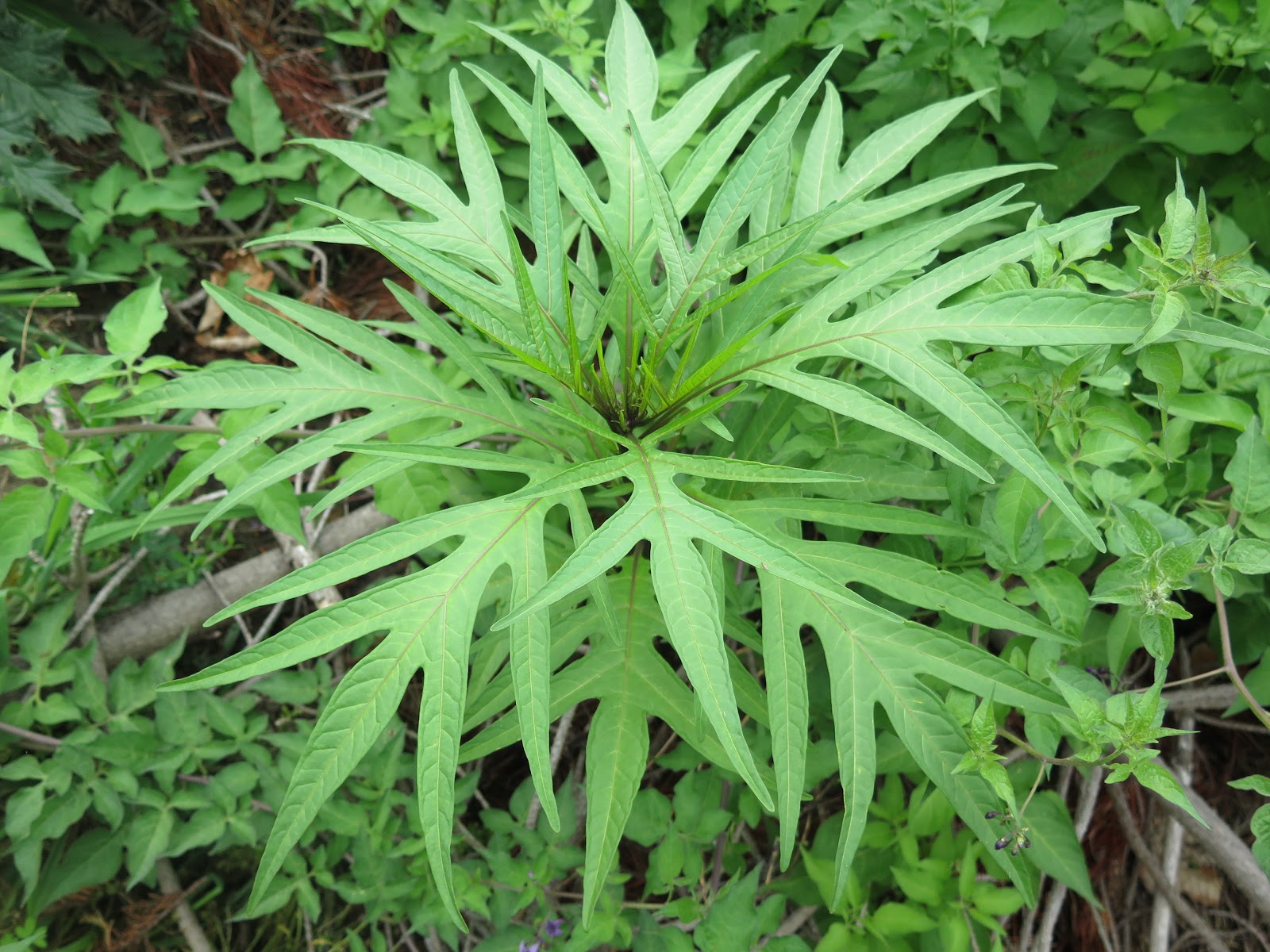 Woodlander: Poroporo