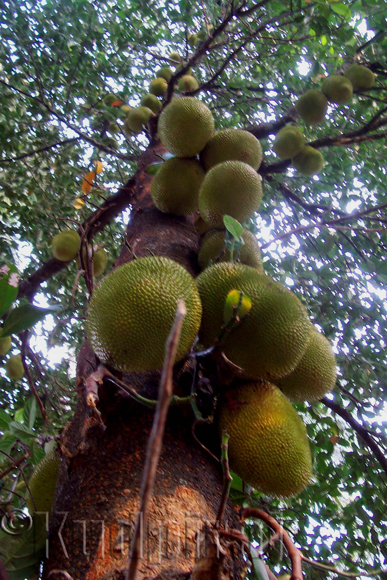 Kudpiraj's Garam Tawa: Seasonal Fruits from Private Lands