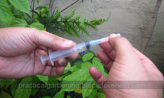 Practical Gardening: Easy Compound Marcotting or Air-Layering for Quick ...