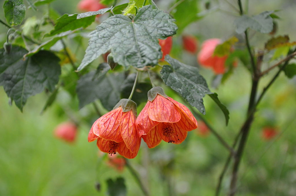 Abutilon striatum | Pustaka Flora | Database Tanaman Landscape