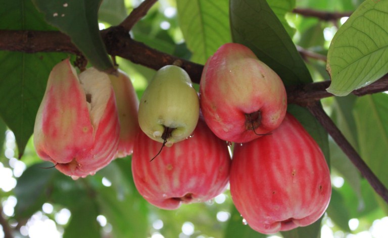 Bingkisan Hati Mama Vie: Buah - Buahan Unik di Sarawak
