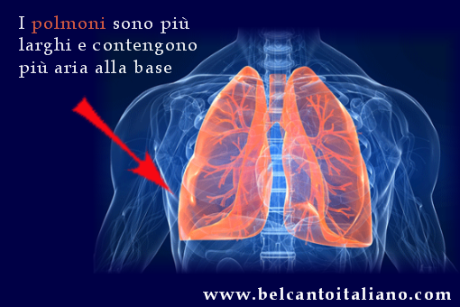 Calamo Sistema Respiratorio