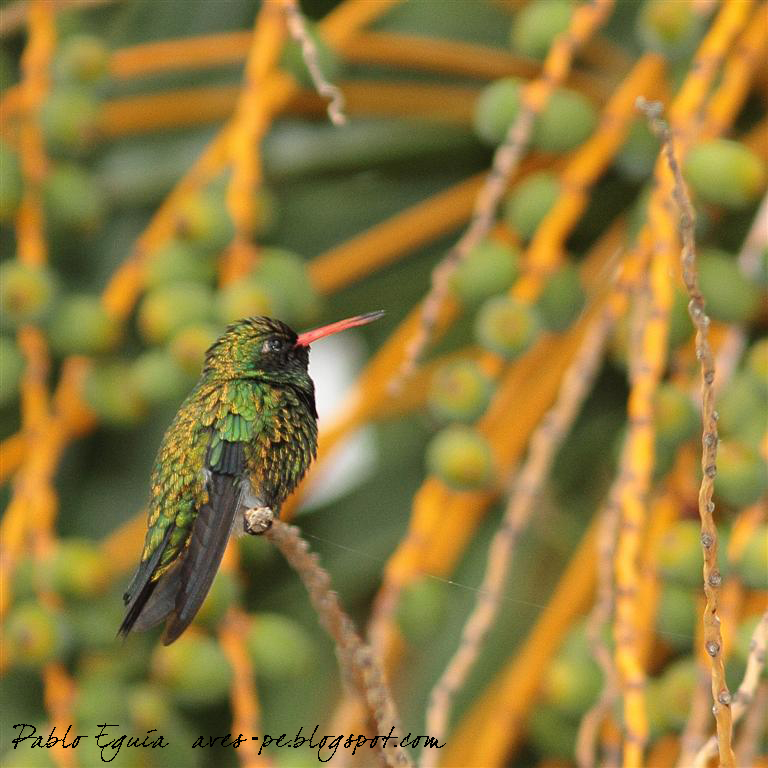 mis fotos de aves: Chlorostilbon lucidus Picaflor Verde Glittering ...