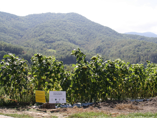 Ahalenia: Kituwah, North Carolina