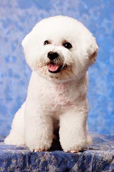Animal 4You: Maltese Dog