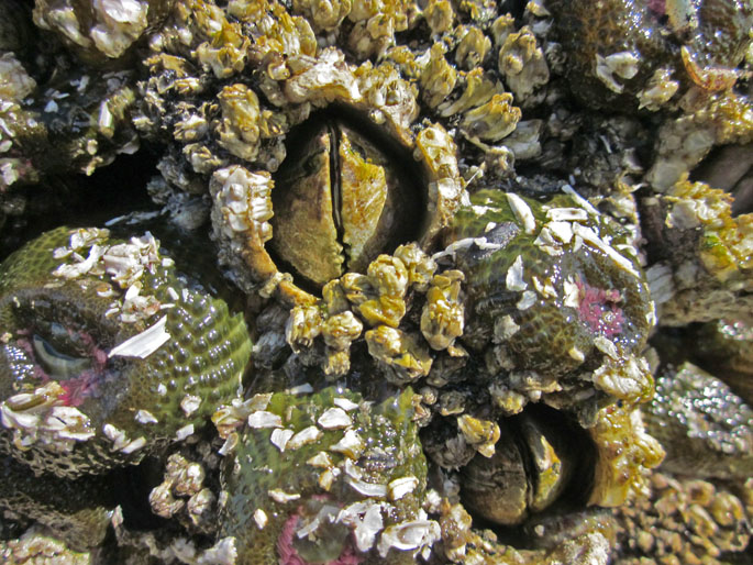 Pacific Science Center Life Sciences: Late Summer Tide Pool Collecting