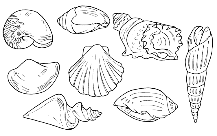 Conchas marinas para dibujar - Imagui