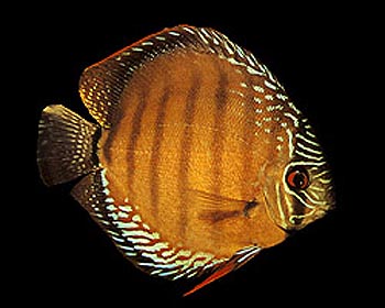 Plandiscus: Discus