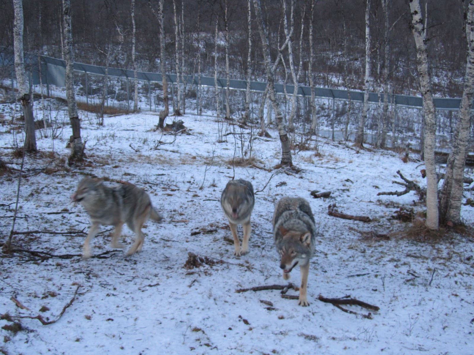 Claartje & Douglas: Hugging wolves in the Polar Zoo