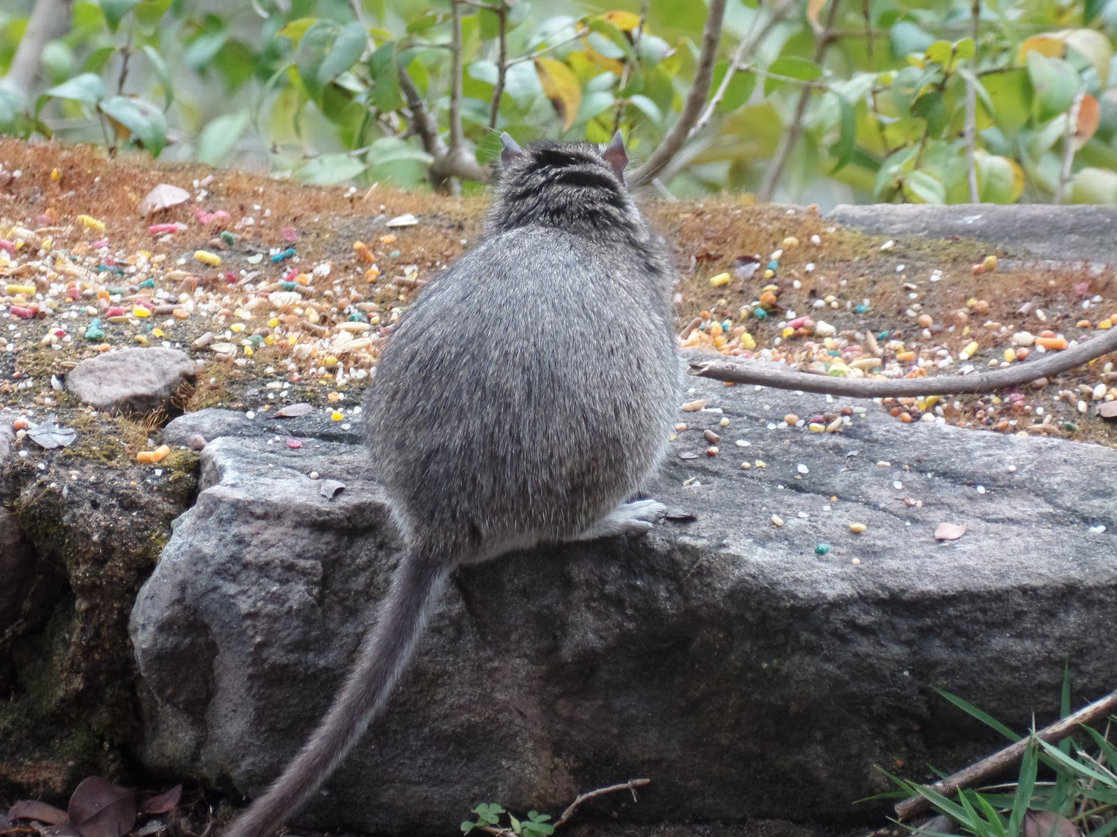 Chapada Diamantina: Visite Lençóis e a Vila de IGATU.: Fauna - Rabudo