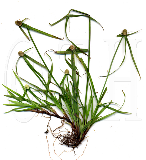 PLANT FAMILIES OF PUERTO RICO AND FLORIDA PAPO VIVES: CYPERACEAE KYLLINGA