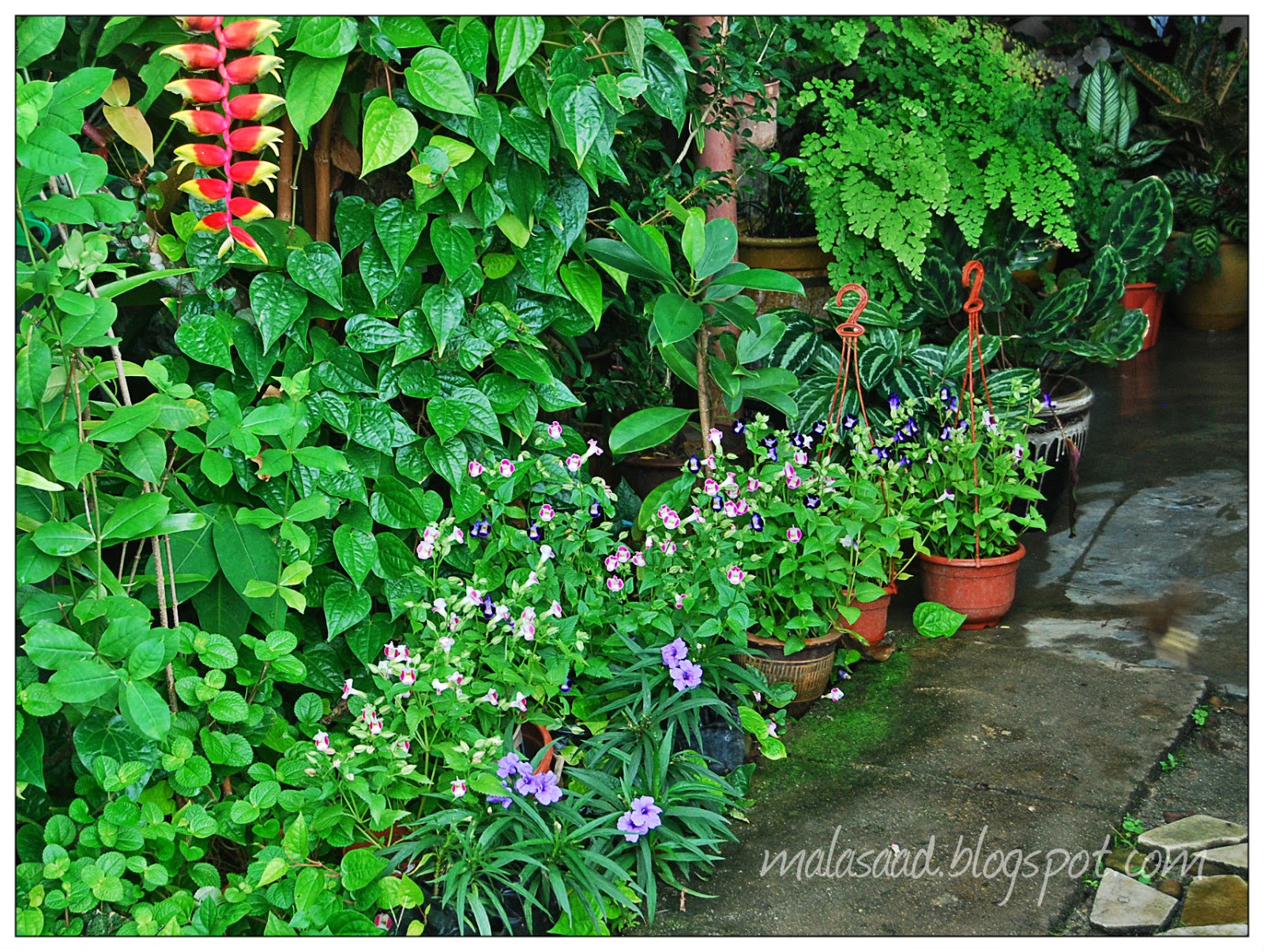 My Green Eye's: My Torenia Fournieri - Bunga Loceng