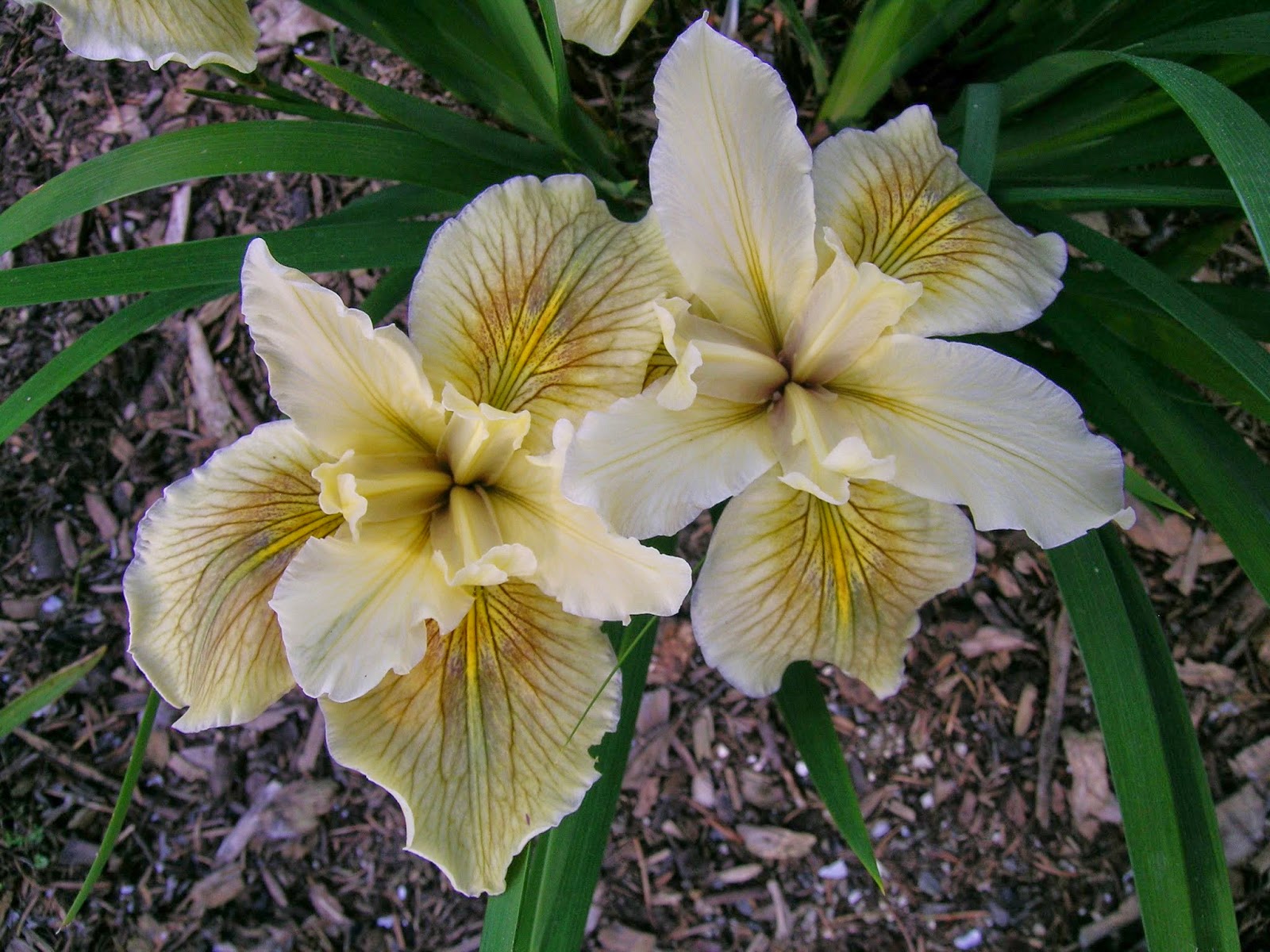 World of Irises: When to Transplant PCIs: Wait for Fall