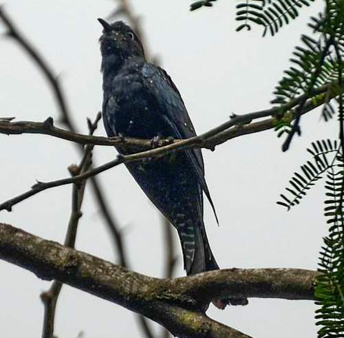 Fork-tailed drongo-cuckoo photos | Birds of India | Bird World