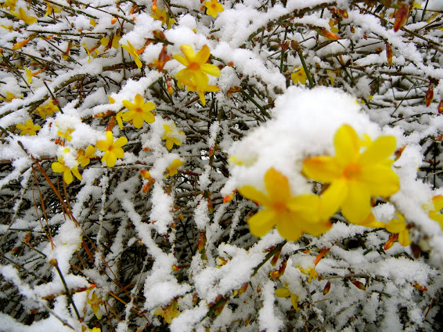 HOW TO GROW WINTER JASMINE |The Garden of Eaden