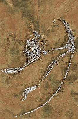 Arquivos do Insólito: Ufologia, Criptozoologia, Fenômenos Anômalos ...