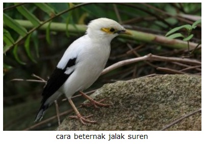dunia burung: Cara Beternak Jalak Suren