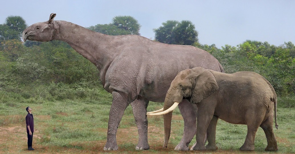 Los animales más asombrosos