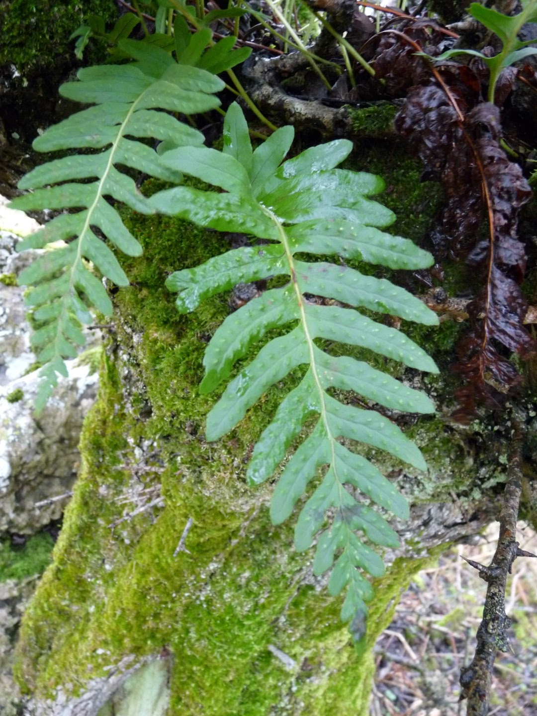 Hutton Roof's Special Ferns and More: Polypodium Interjectum ... Hutton Roof's Special Ferns and More: Polypodium Interjectum ...
