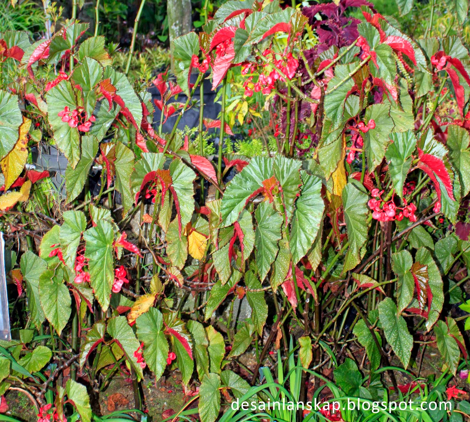 Begonia sp - Desain Lanskap