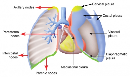 ANATOMIA,FISIOLOGIA Y PATOLOGIAS RESPIRATORIAS