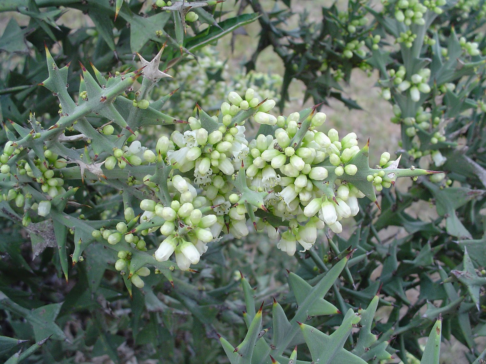 Argentina nativa: Curro (Colletia paradoxa)