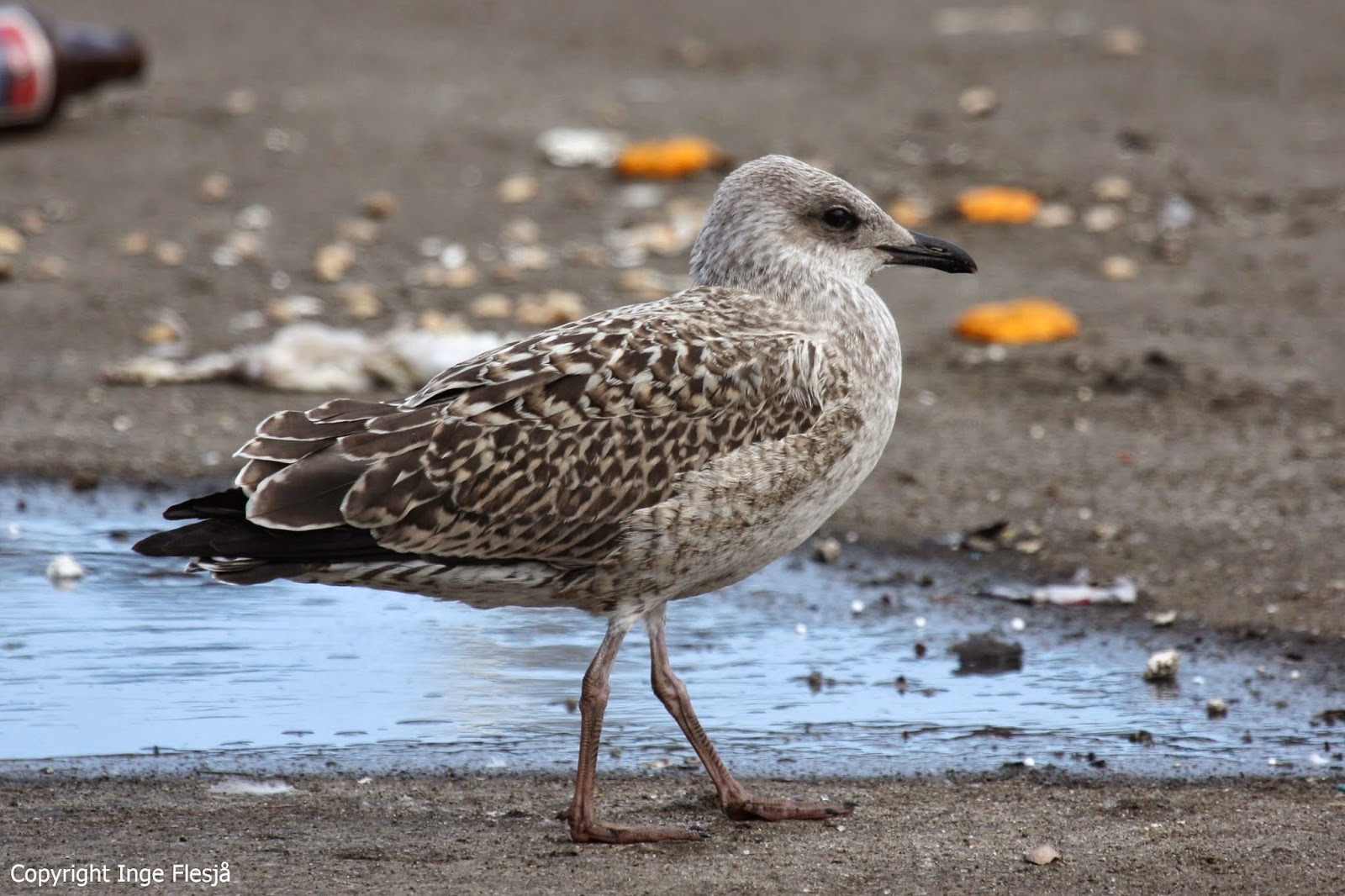 Stormåker: 1cy Lesser Black-backed Gull with first-winter type ...