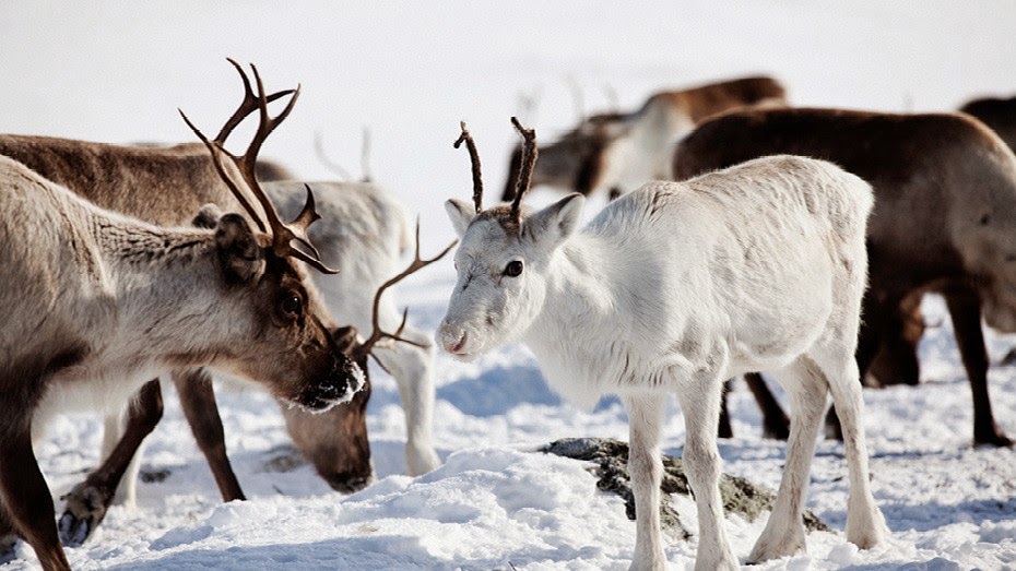 Guida alla Finlandia: I Sami