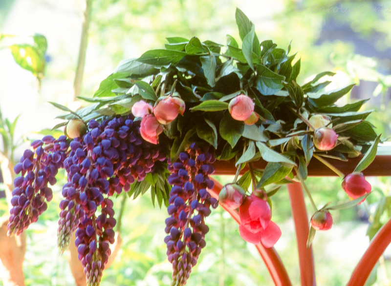 carola bARTz: Peonies For My Mom