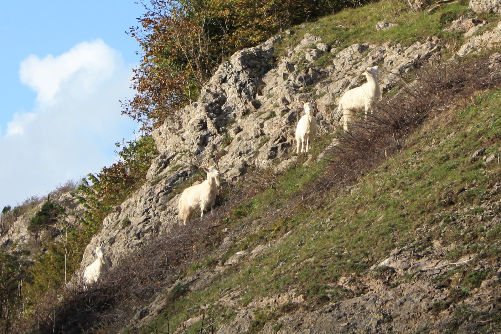 Views from Somerset: Burrington Combe and Burrington Ham on the Mendip ...
