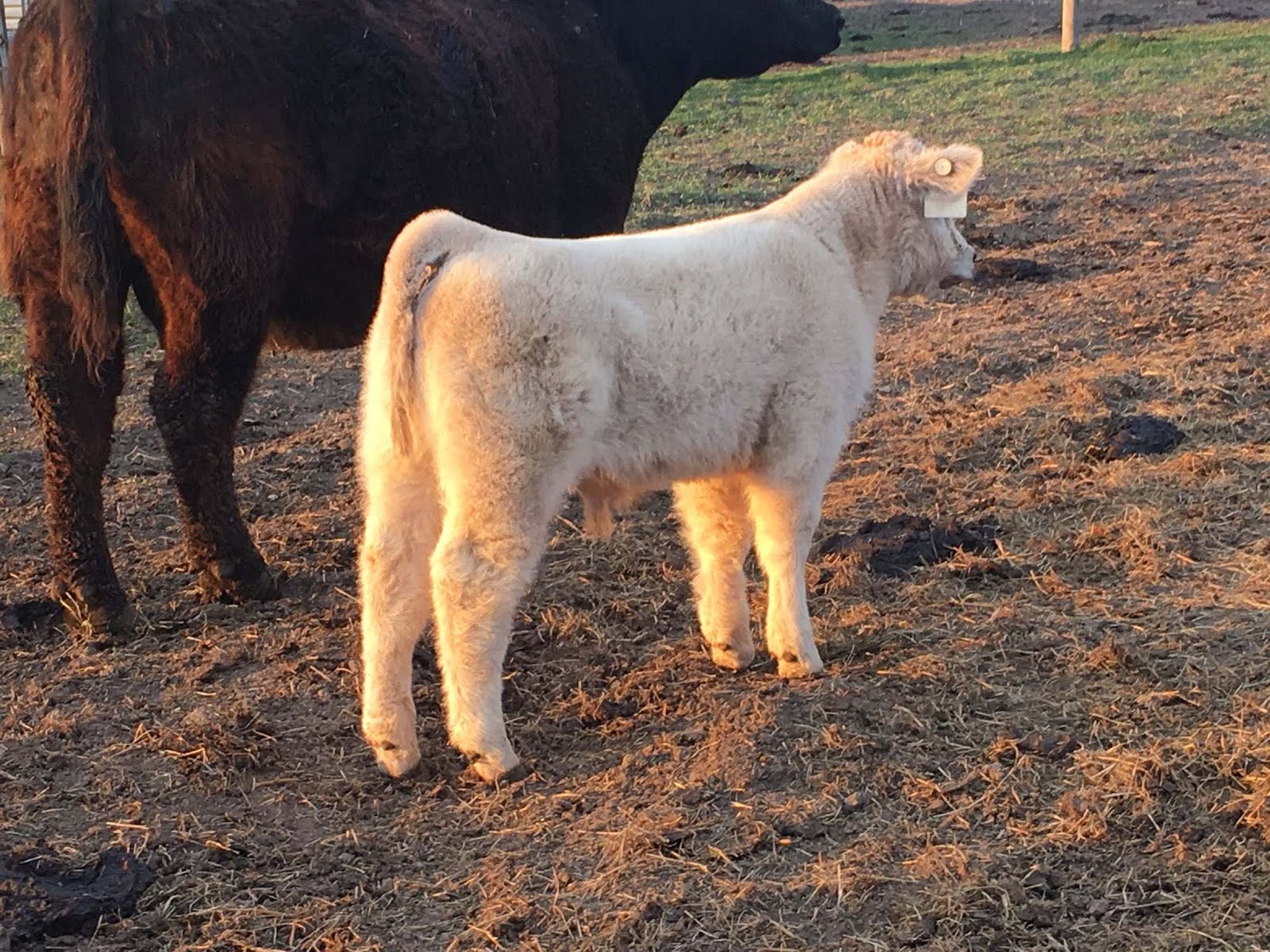 MITTAG Blog: Yet Another IGWT....This one raised by Mittag genetics
