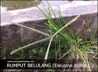Mengenal gulma rumput Belulang (Eleusine indica L.) - Sampul Pertanian