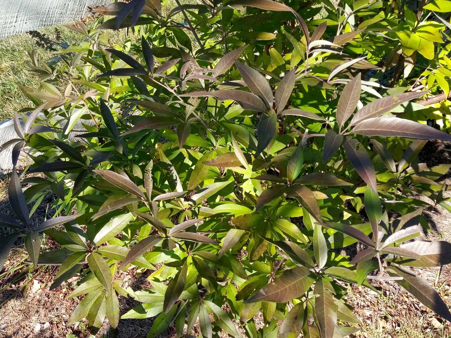 Future Plants by Randy Stewart: Vitex - the Chaste Tree family