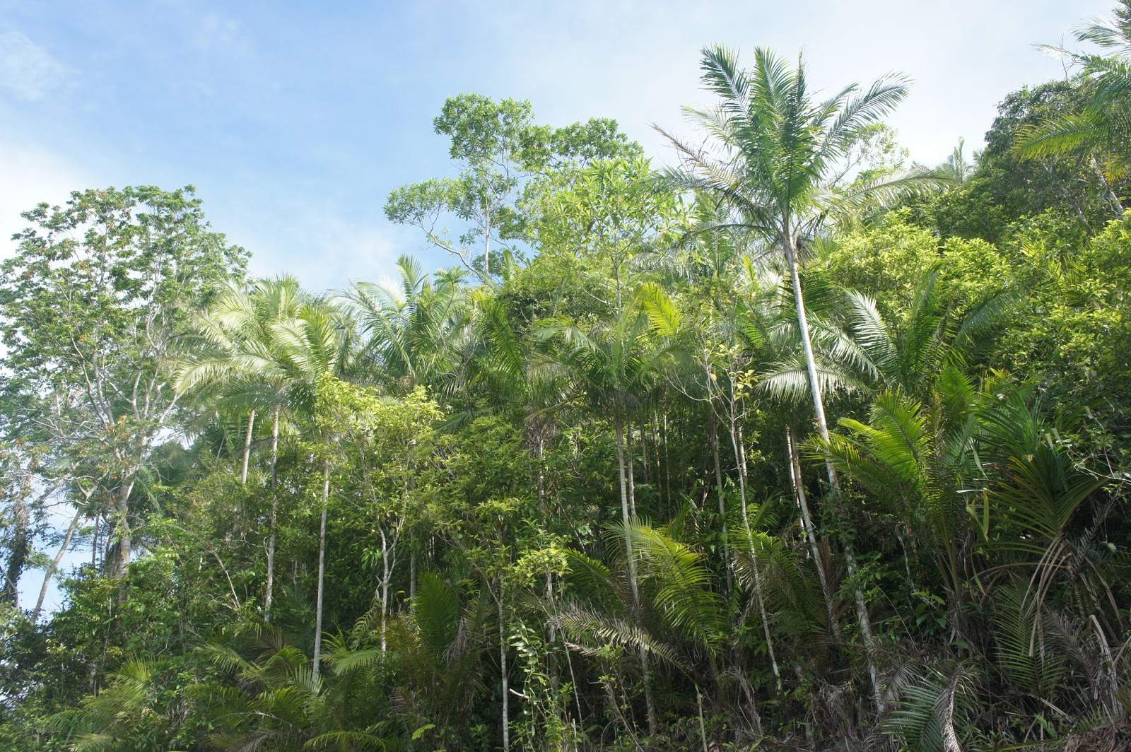 OUR PHILIPPINE TREES: Our Initiation into the Siquijor Mistique