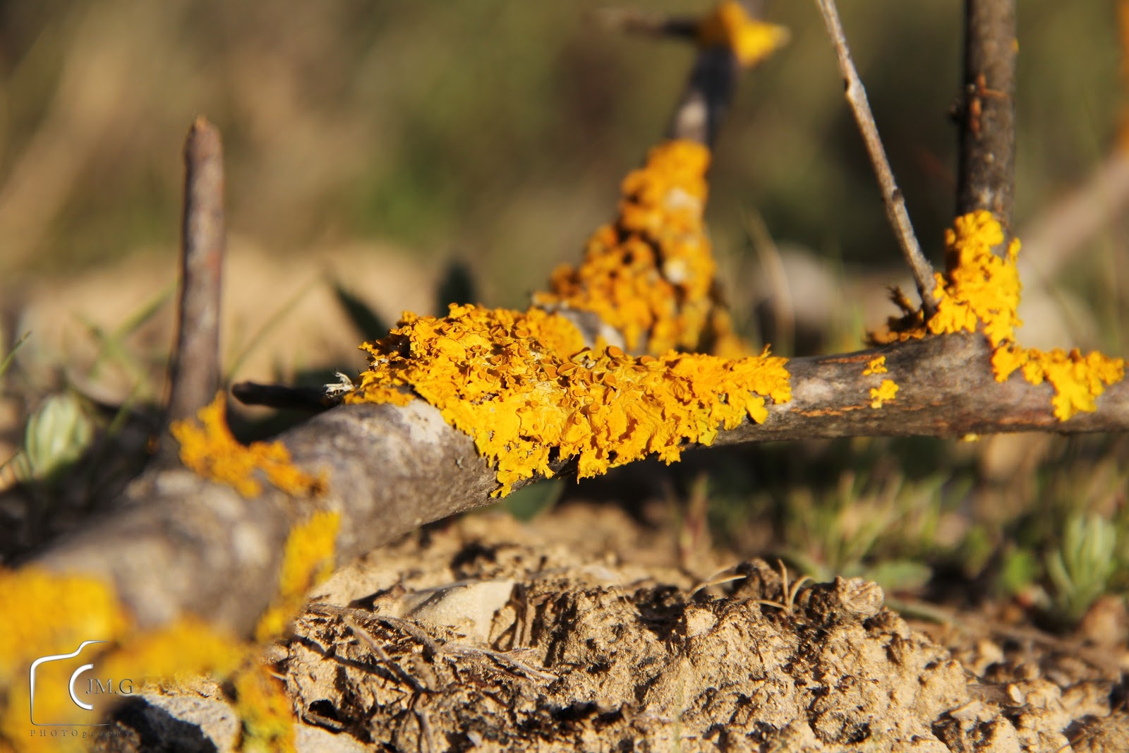 FOTOS JM.G: LIQUEN AMARILLO