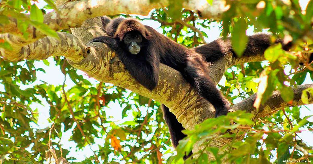 PLAAN : Mono Choro de Cola Amarilla - Oreonax flavicauda